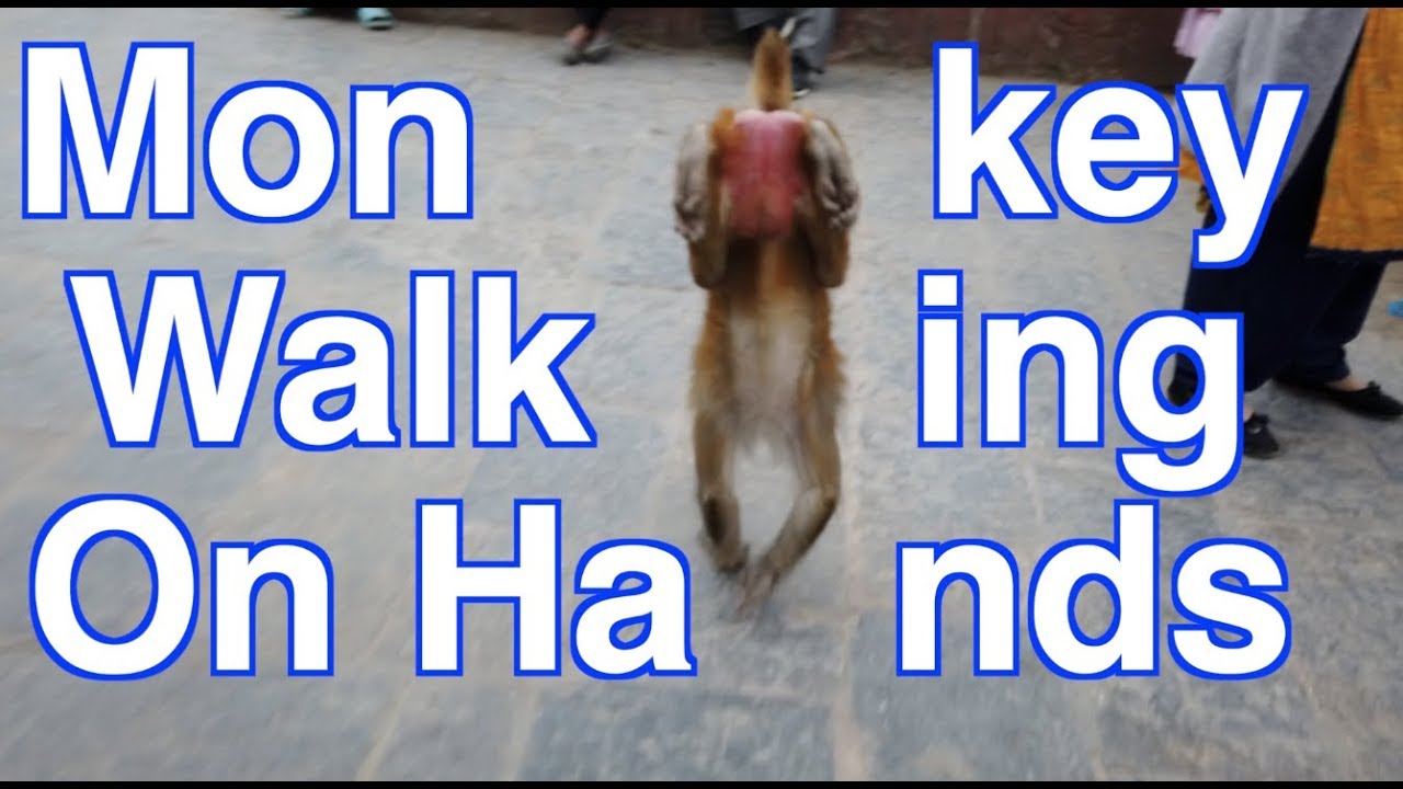 Monkey Walking on His Hands at Swayambunath Temple in Kathmandu, Nepal ...