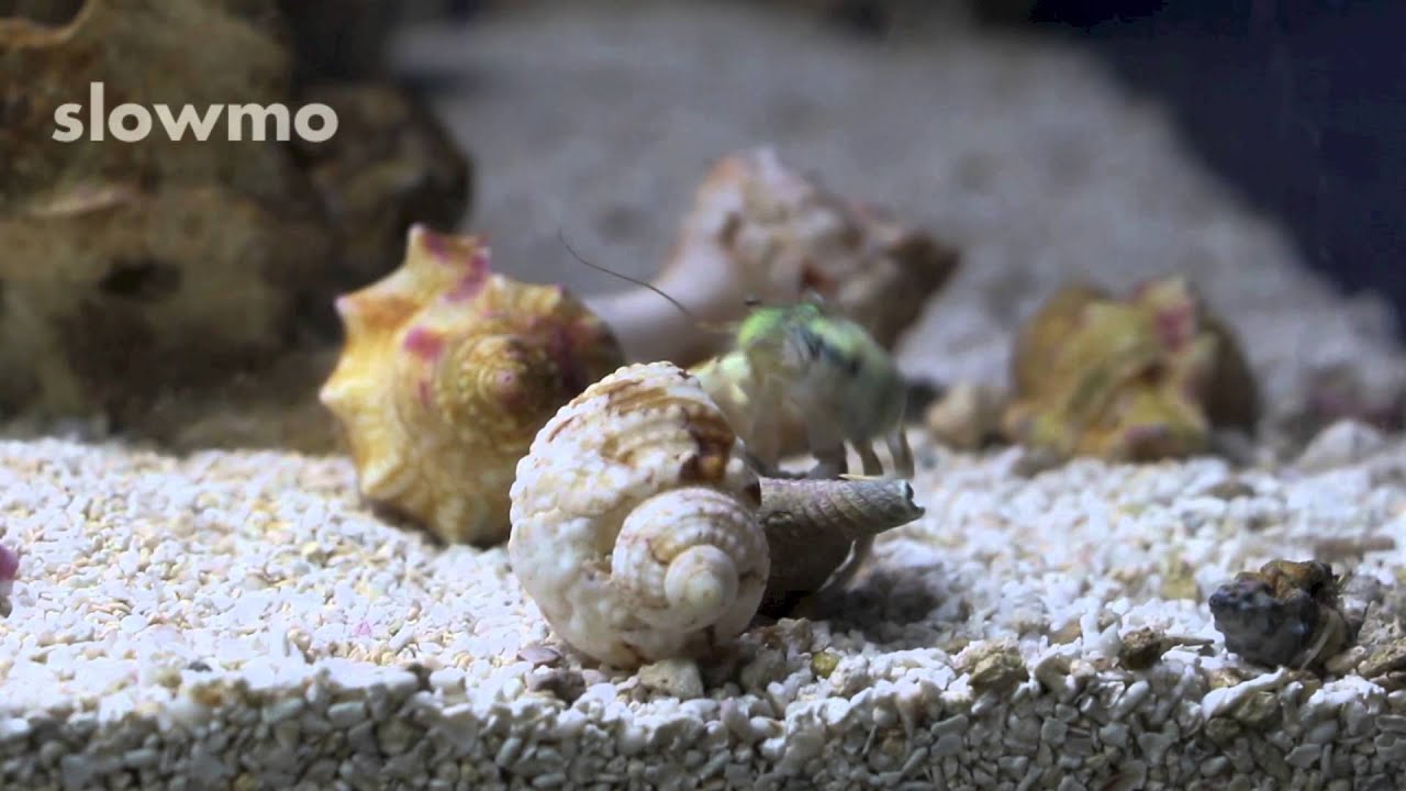 Shell swapping hermit crab - YouTube