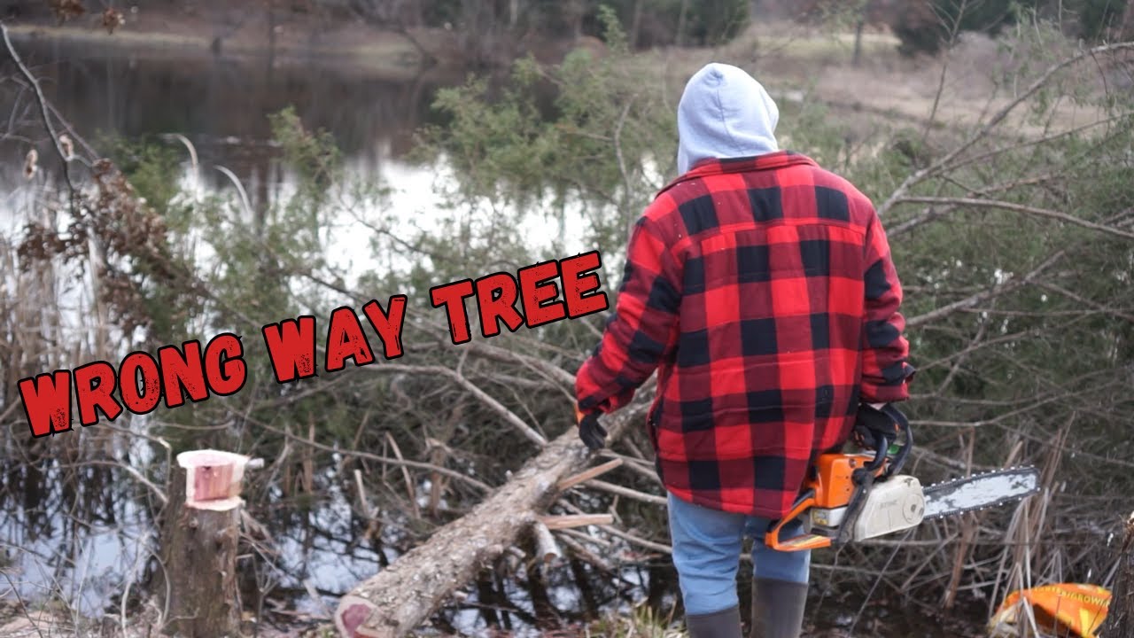 How not to cut a tree | homesteading journey - YouTube