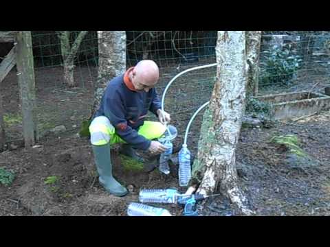 SEVE DE BOULEAU : cure de printemps