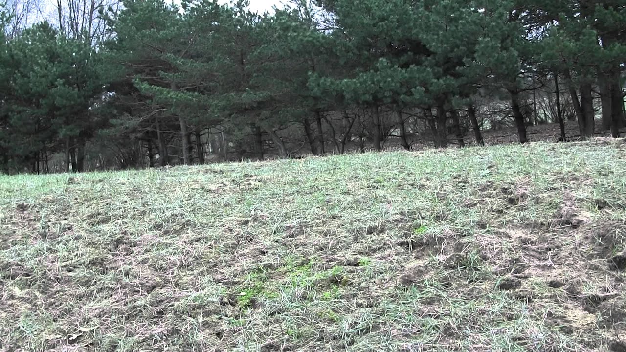 Hidden Horns Ranch four horn Ram March 31 2012 part 1 - YouTube