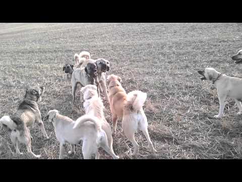 KANGAL SÜRÜ BOĞUŞU