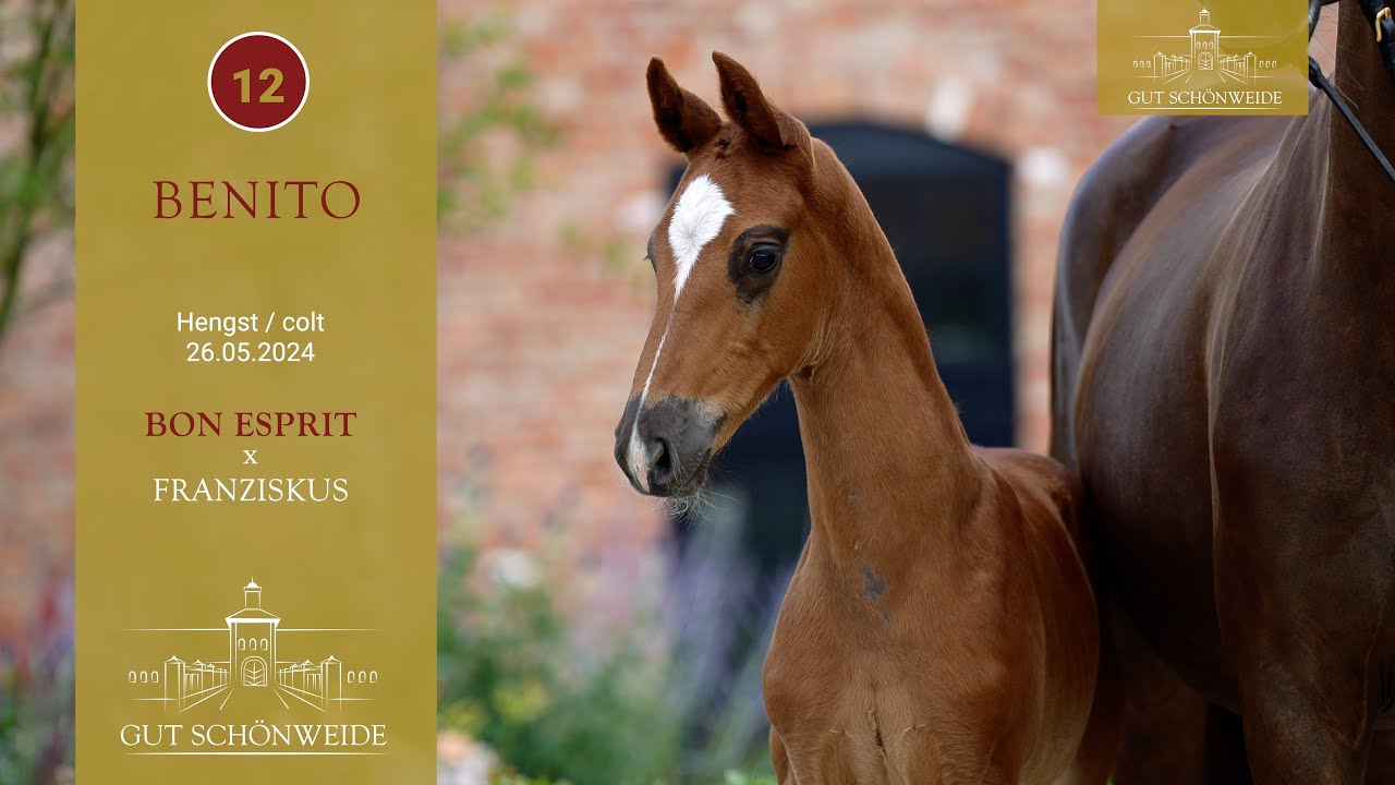 1. Gut Schönweide ONLIVE Fohlenauktion Lot 12 Benito Hengst v. Bon Esprit - Franziskus - YouTube
