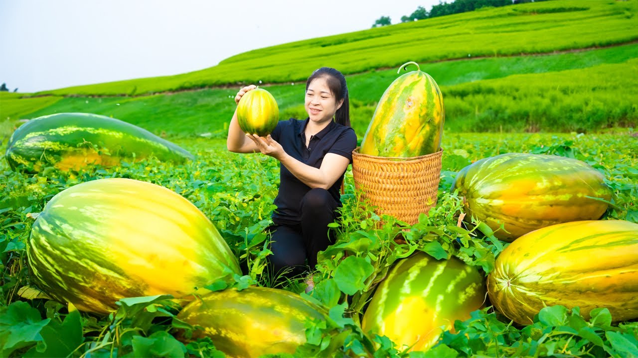 Harvesting oriental pickling melon & Goes To Market Sell | Gardening ...