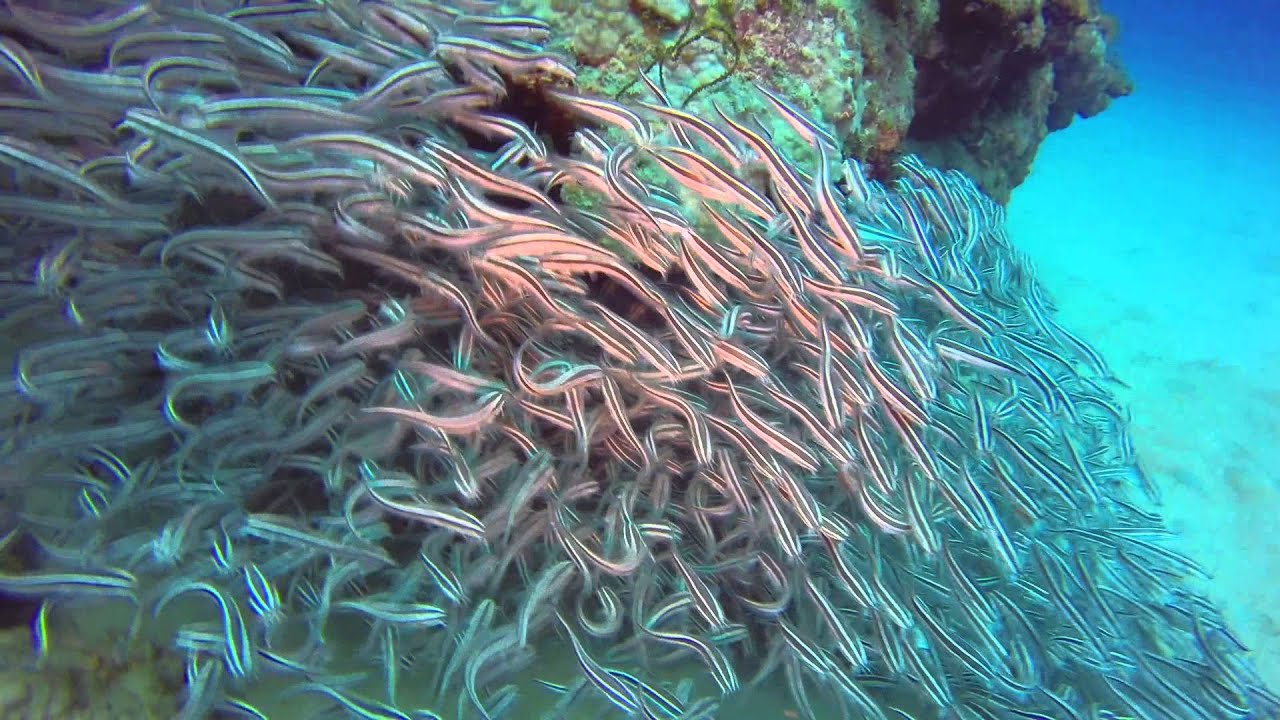 GoProH3+ Bl.ed. Red Fil. -Striped eel catfish- Scuba diving - Mauritius ...