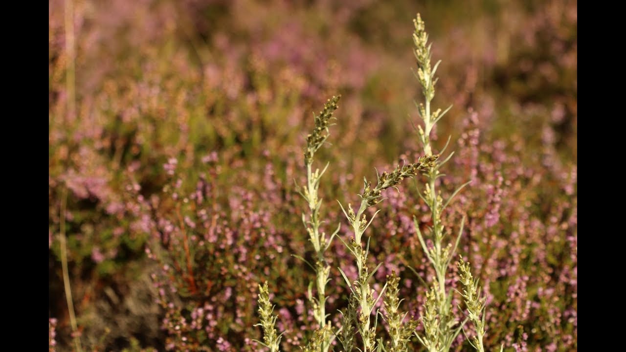 Reintroduction of Heath Cudweed onto the Sefton Coast - YouTube