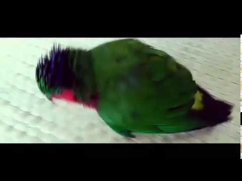 Tribute to Vini Ura no Rimatara - YouTube