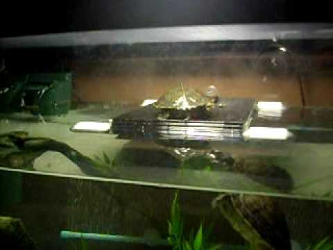 Turtle Setup - YouTube