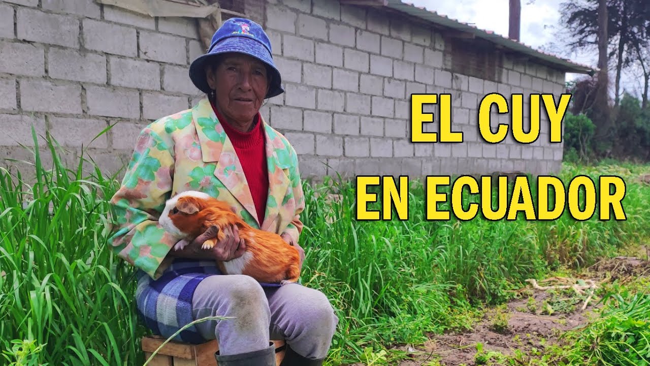 CRIANZA DE CUY EN ECUADOR - YouTube