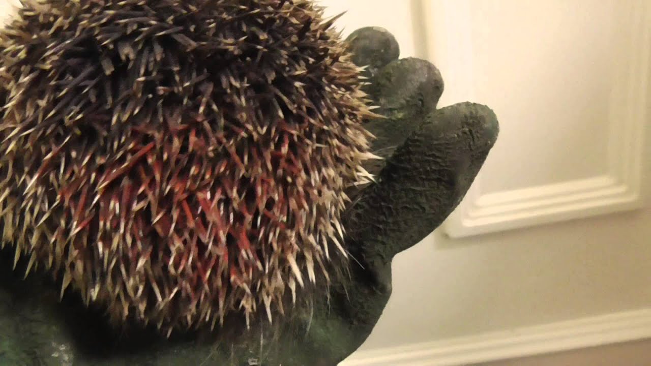 Baby Hedgehog 1purple&1red ticks 13mar15 Cambidge UK 248a - YouTube