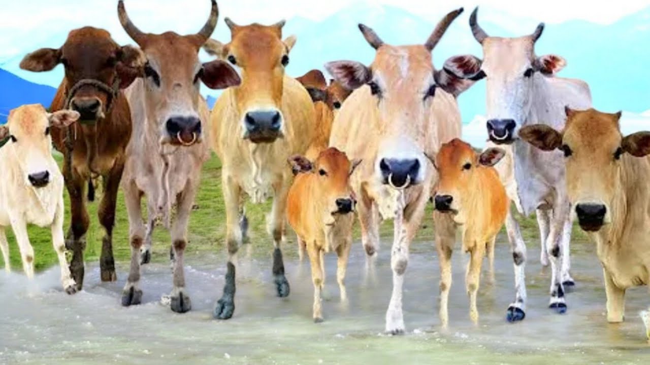 Video Sapi Lembu Gemuk Melintasi Jalan Menuju Ke Ladang Rumput Hijau ...
