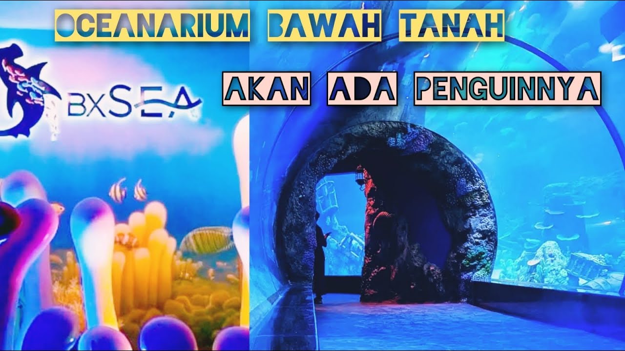 BX Sea Aquarium Terbesar Bawah Tanah di Indonesia - YouTube
