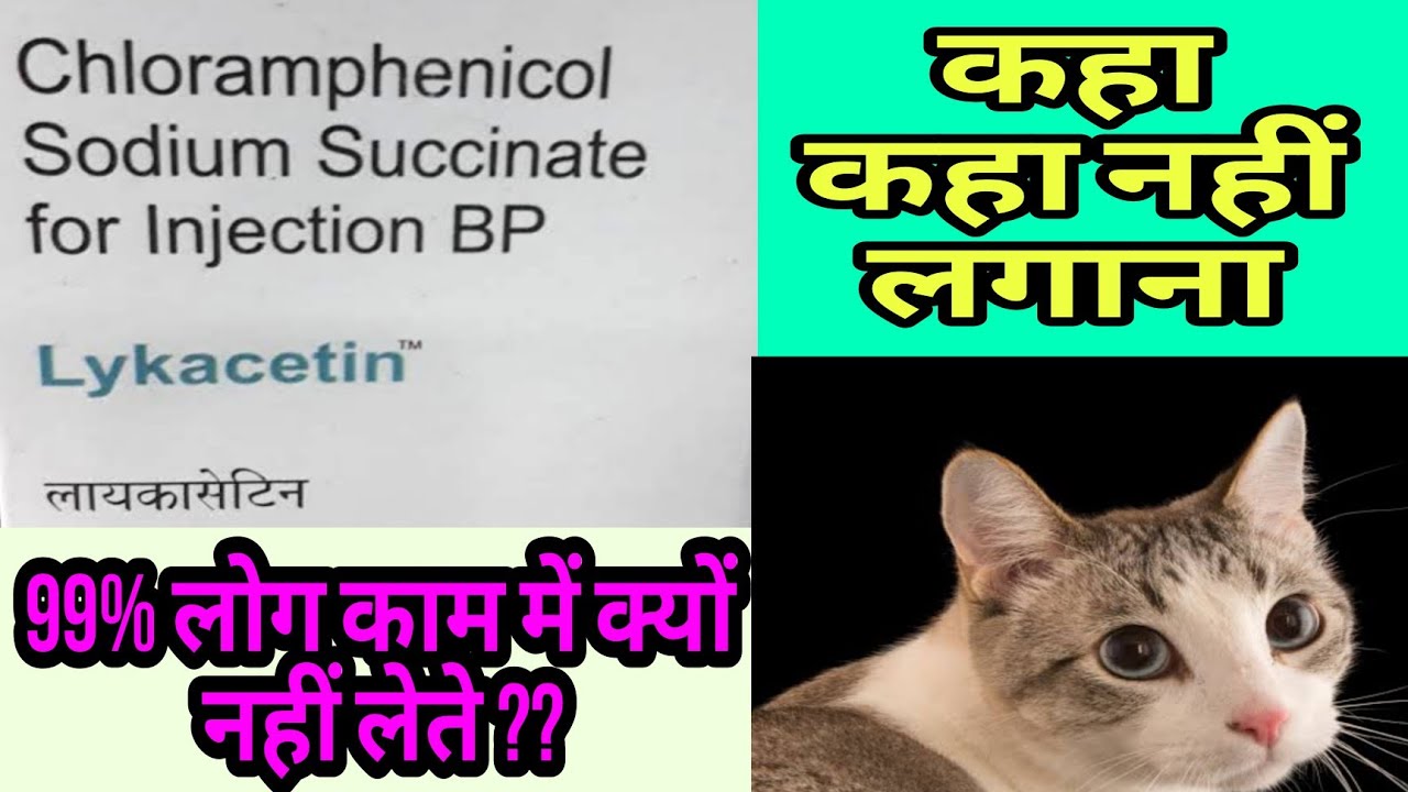 Inj Chloramphenicol ।। Inj Lykacetin ।। Uses in Veterinary - YouTube