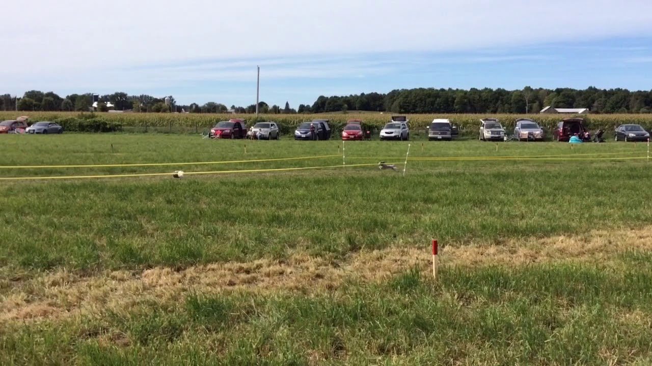 Pixel CKC Sprinter leg #5 Borzoi Club of Ontario 09/092018 - YouTube