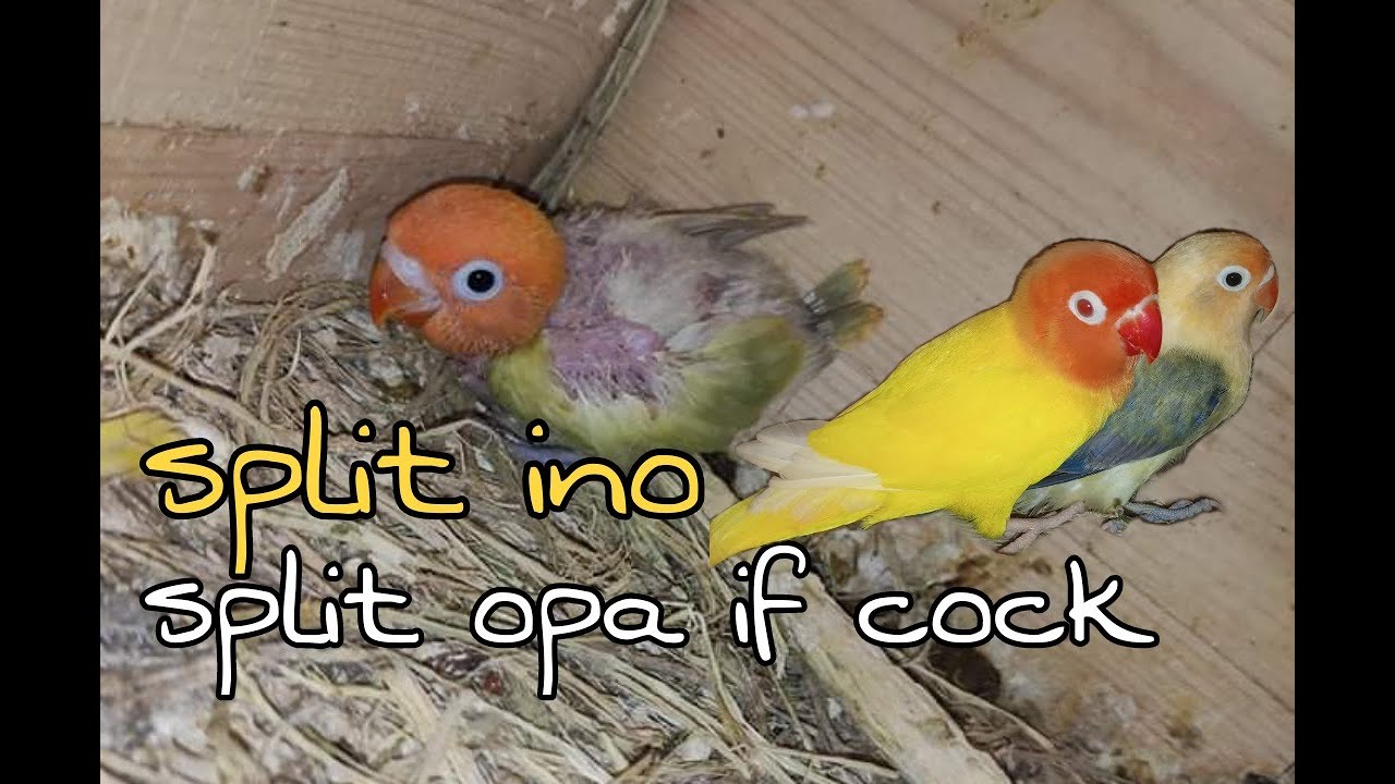 split ino split opa if cock (matiryales) - YouTube