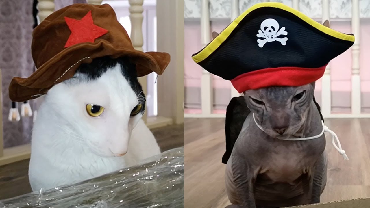 Cats vs Five Hamsters in a cardboard maze - YouTube