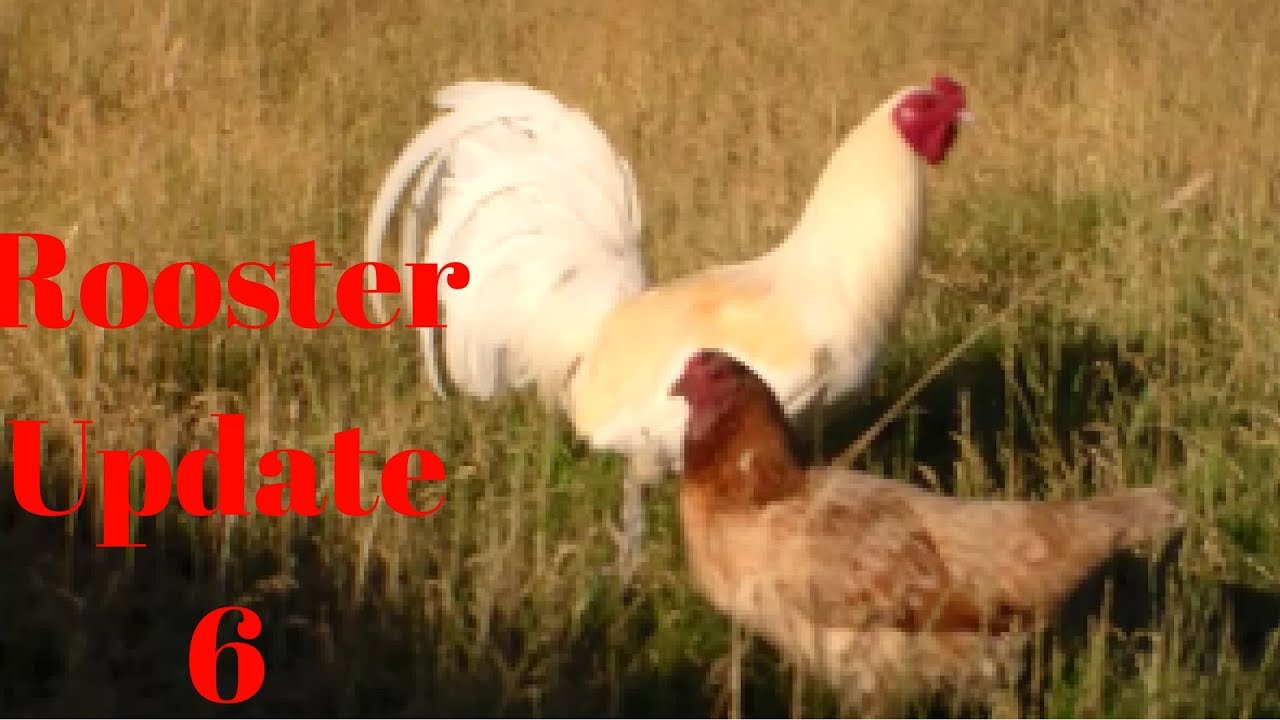 Rooster update 6 ( With surprise ) - YouTube