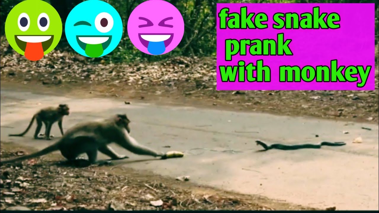 fake snake prank with monkey @ fun superfast - YouTube