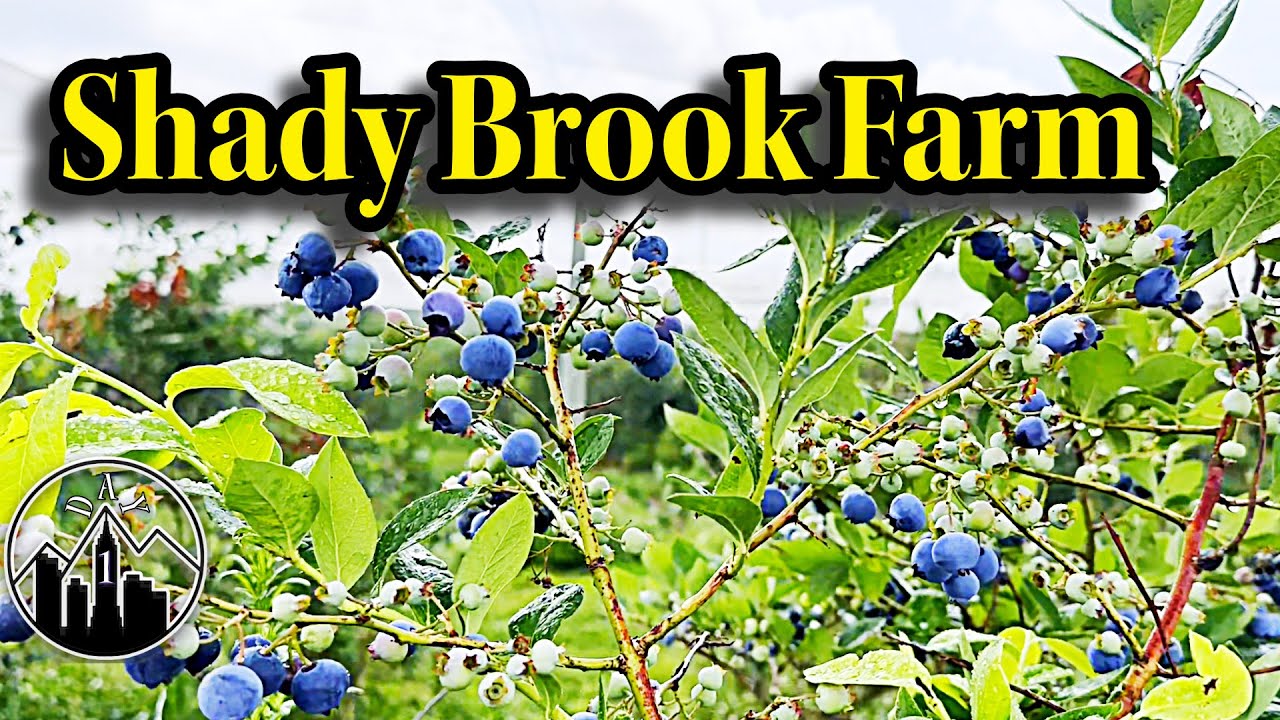Secrets of Blueberry and Flower Picking at Shady Brook Farm - YouTube