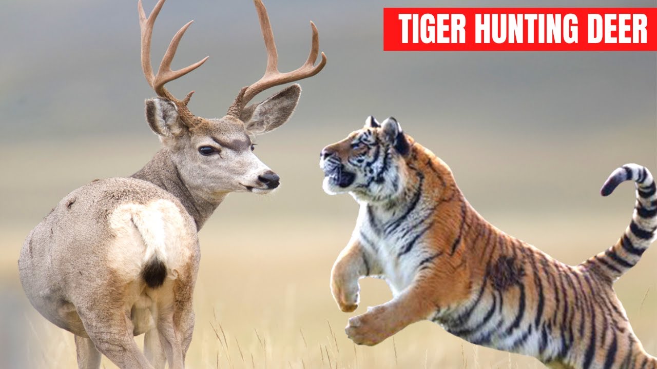 How Tiger Hunting Deer - YouTube