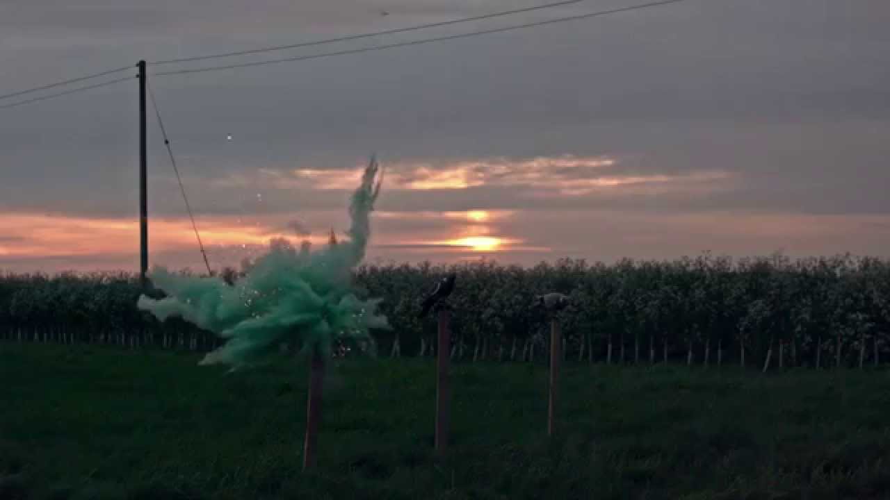 Exploding pigeons - YouTube