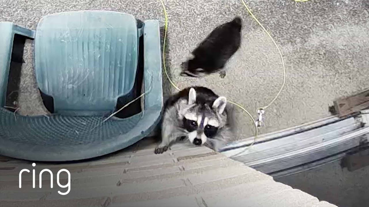 The Cutest Break-In Attempt by a Raccoon | RingTV - YouTube