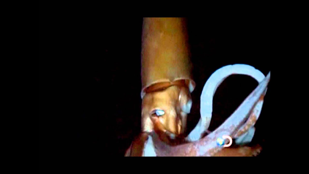 First EVER Footage of Giant Squid *Must Watch* - YouTube