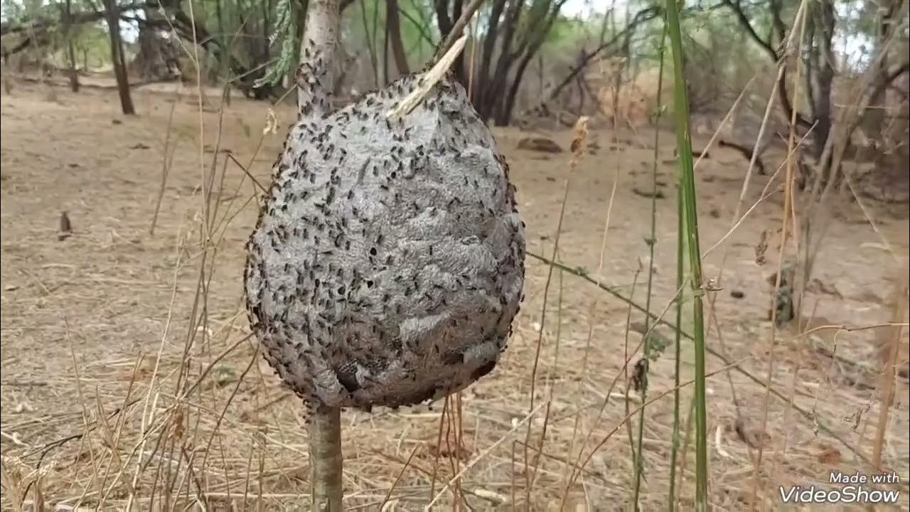 Zé Solidário JFQ , mostra a abelha do ENXU( enchu) . Mel muito doce... - YouTube