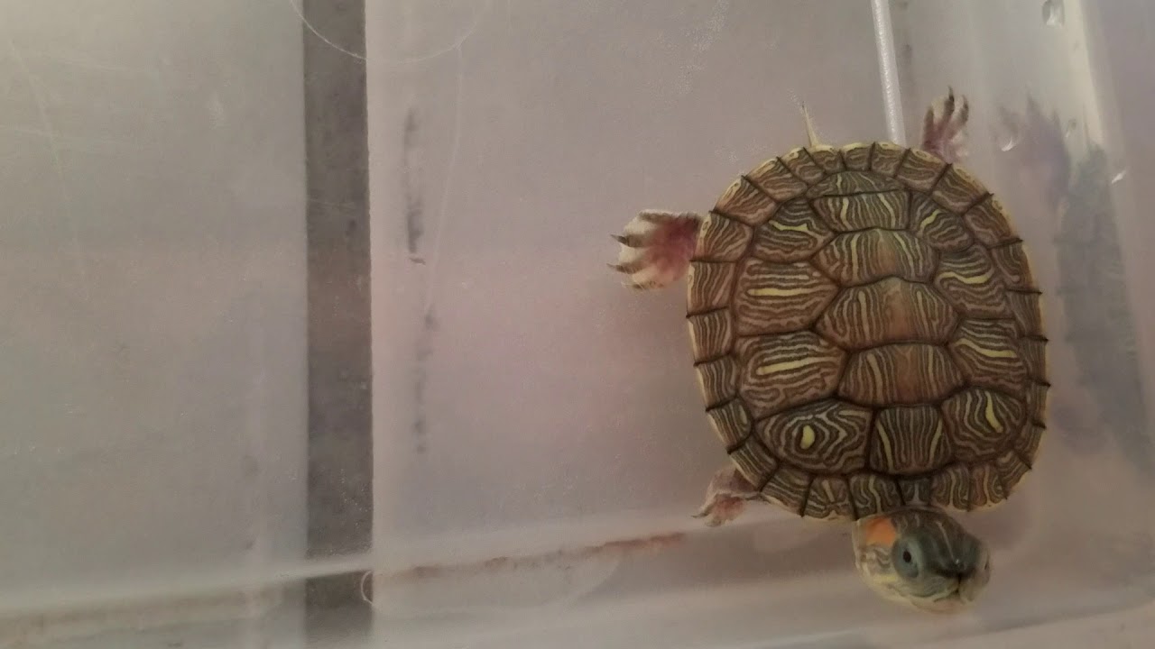 [129] Maho, The Hybino , Inspection After Unboxing - YouTube