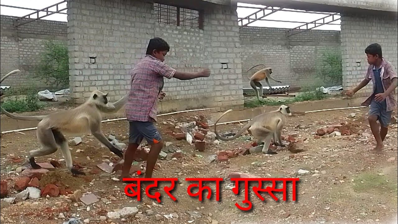 पहले बार बंदर इतना गुस्से में कैसे दौड़ा कर आया bandar Wali video ...