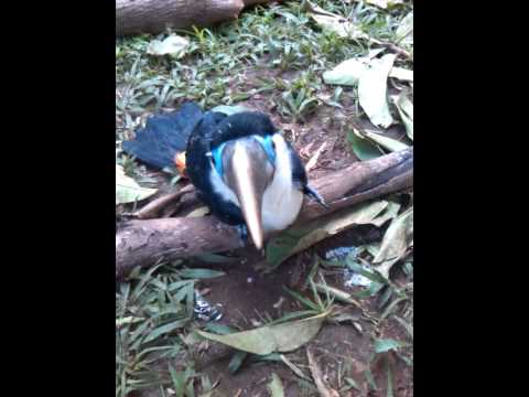 Tucán bebe comiendo parte 2 - YouTube