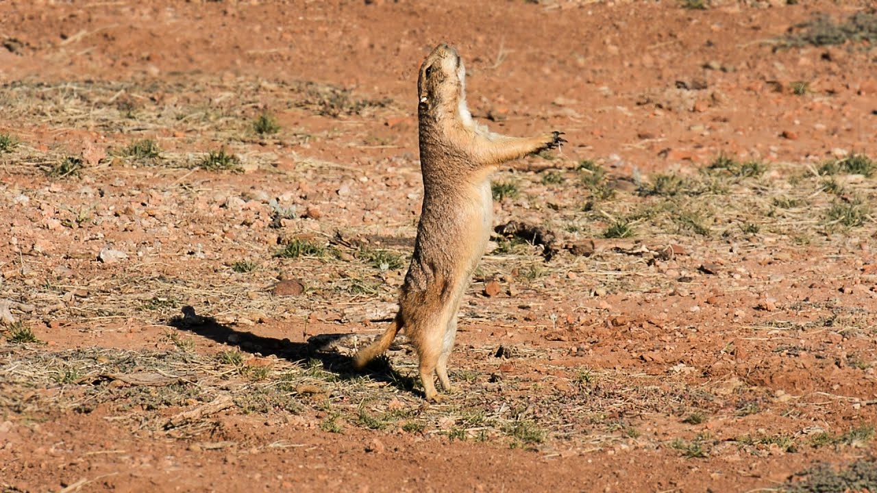 Black-tailed Prairie Dog Reintroduction - YouTube