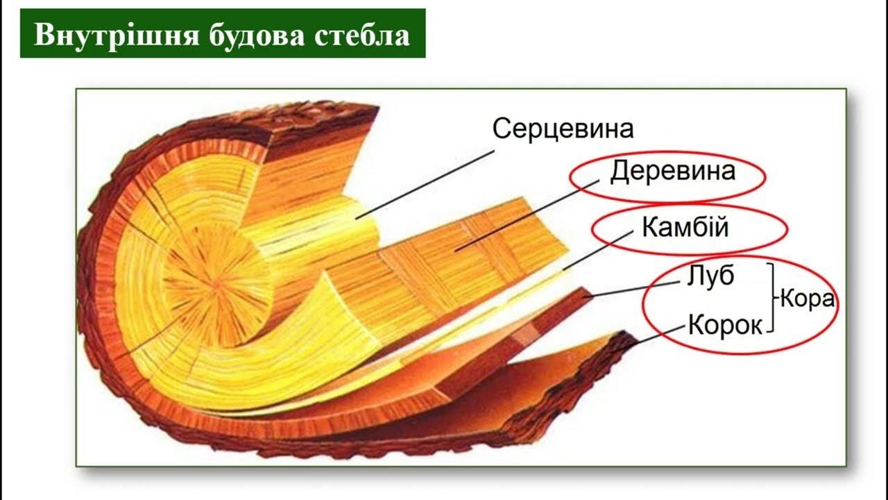 Стебло Будова стебла Видозміни пагона Youtube