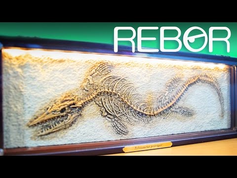 REBOR® Tylosaurus Proriger 'Charon' Fossil Oddities 001 | Light up ...