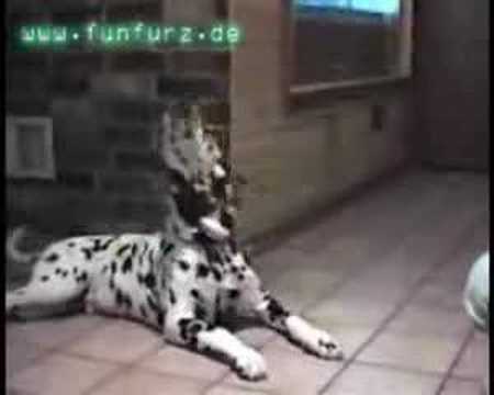Sprechende Hunde - YouTube