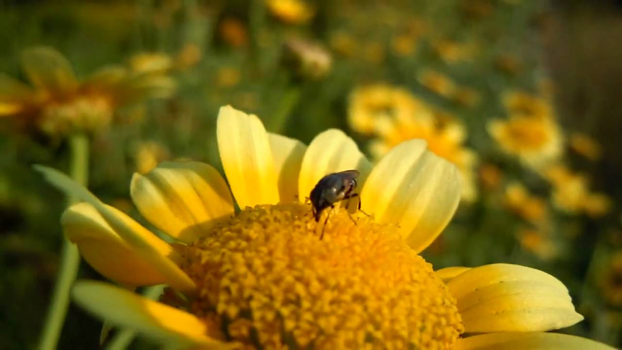 Nikon Coolpix S8000 Movie Sample #2 (Bee, Macro)
