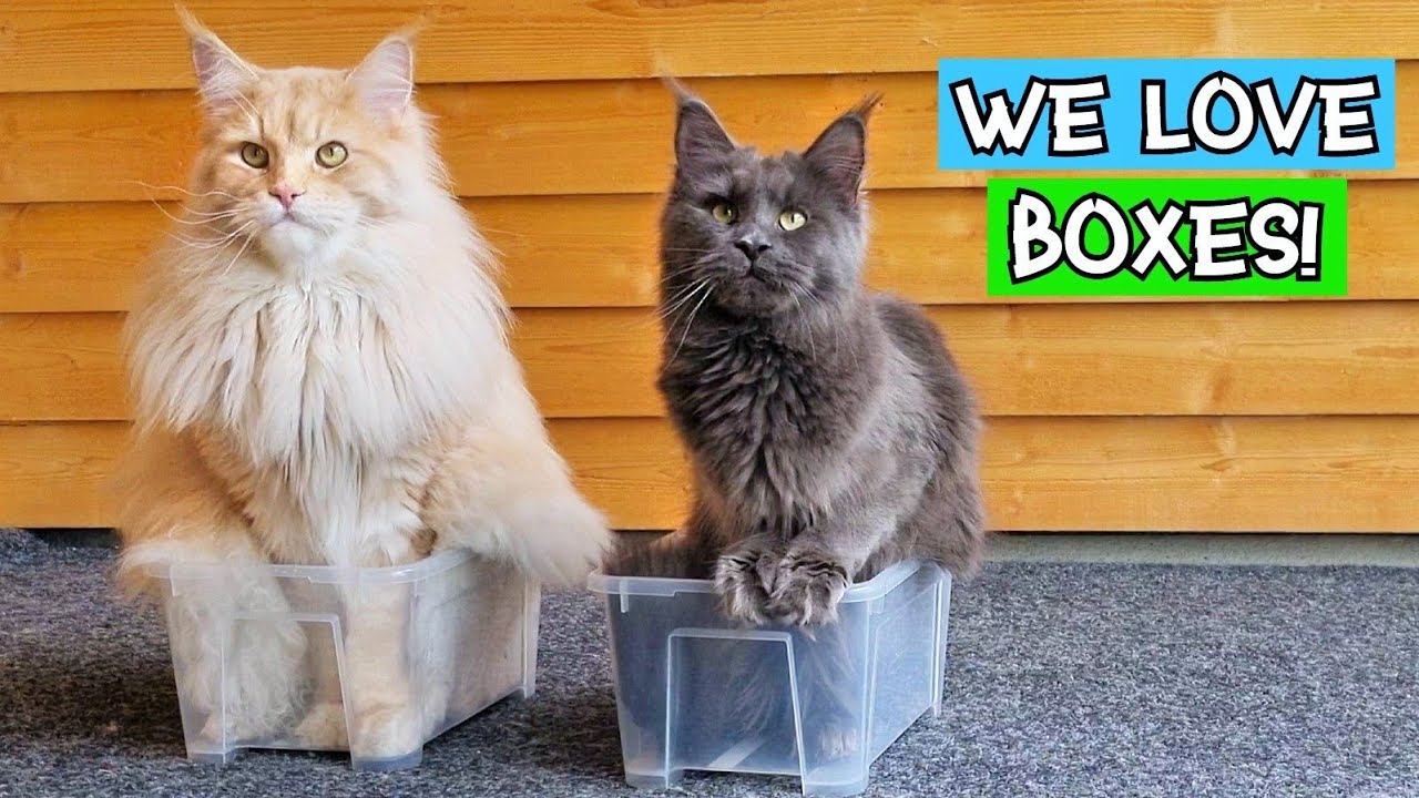 How to Make a Cat Go Out From a Box! - YouTube