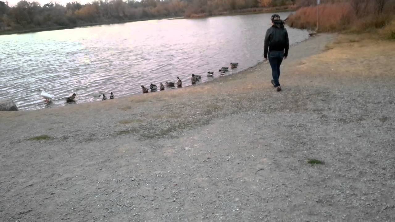 Duck chase, narrated by an eleven year old. - YouTube