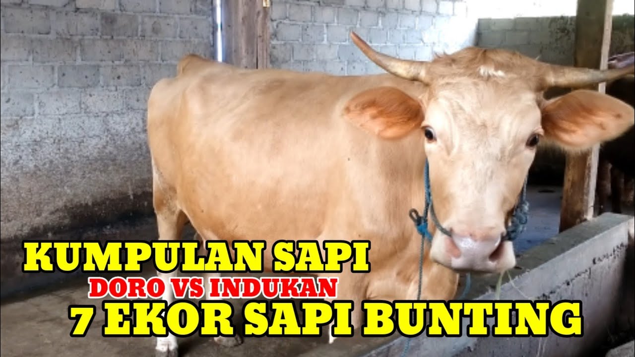 CIRI CIRI 7 EKOR SAPI BUNTING BERBEDA BEDA KANDANG# - YouTube