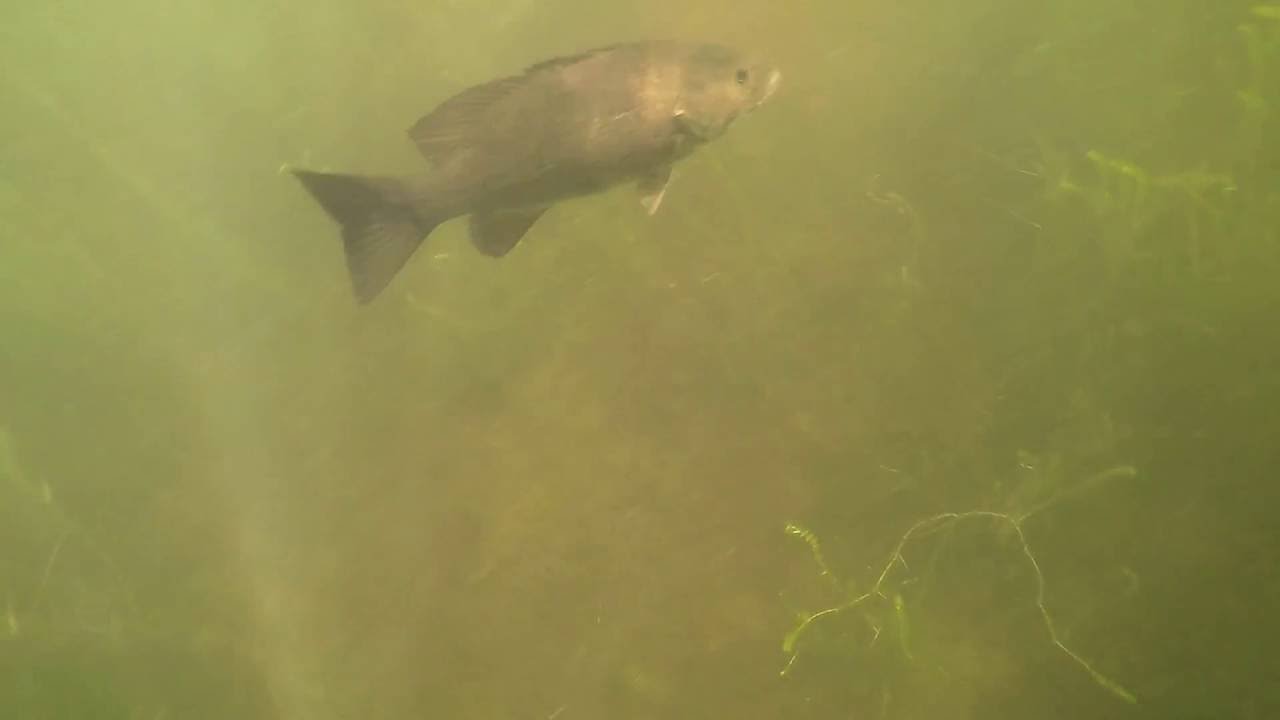 Poissons au lac St-Paul - YouTube