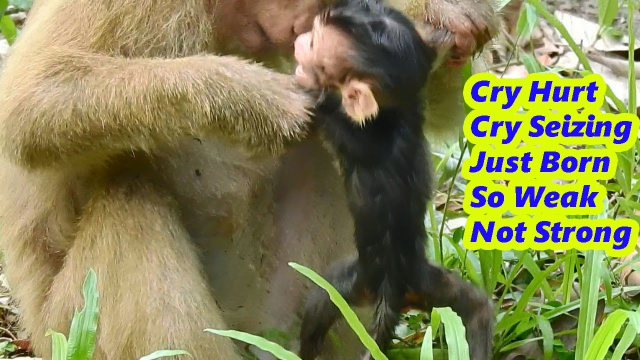 New Born Baby Monkey Cry Hurt &Seizing,Monkey Rose First Time, No ...