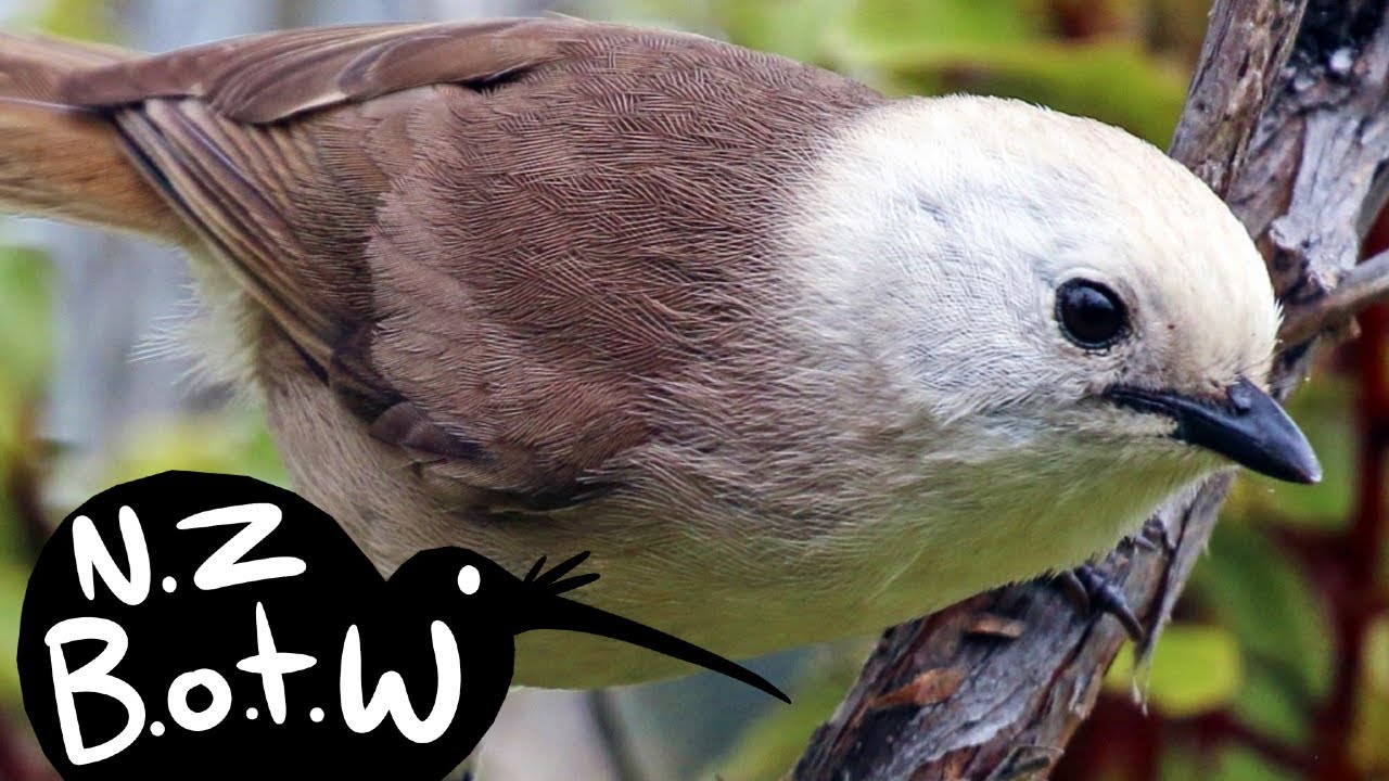 Whitehead - New Zealand Bird of the Week - YouTube
