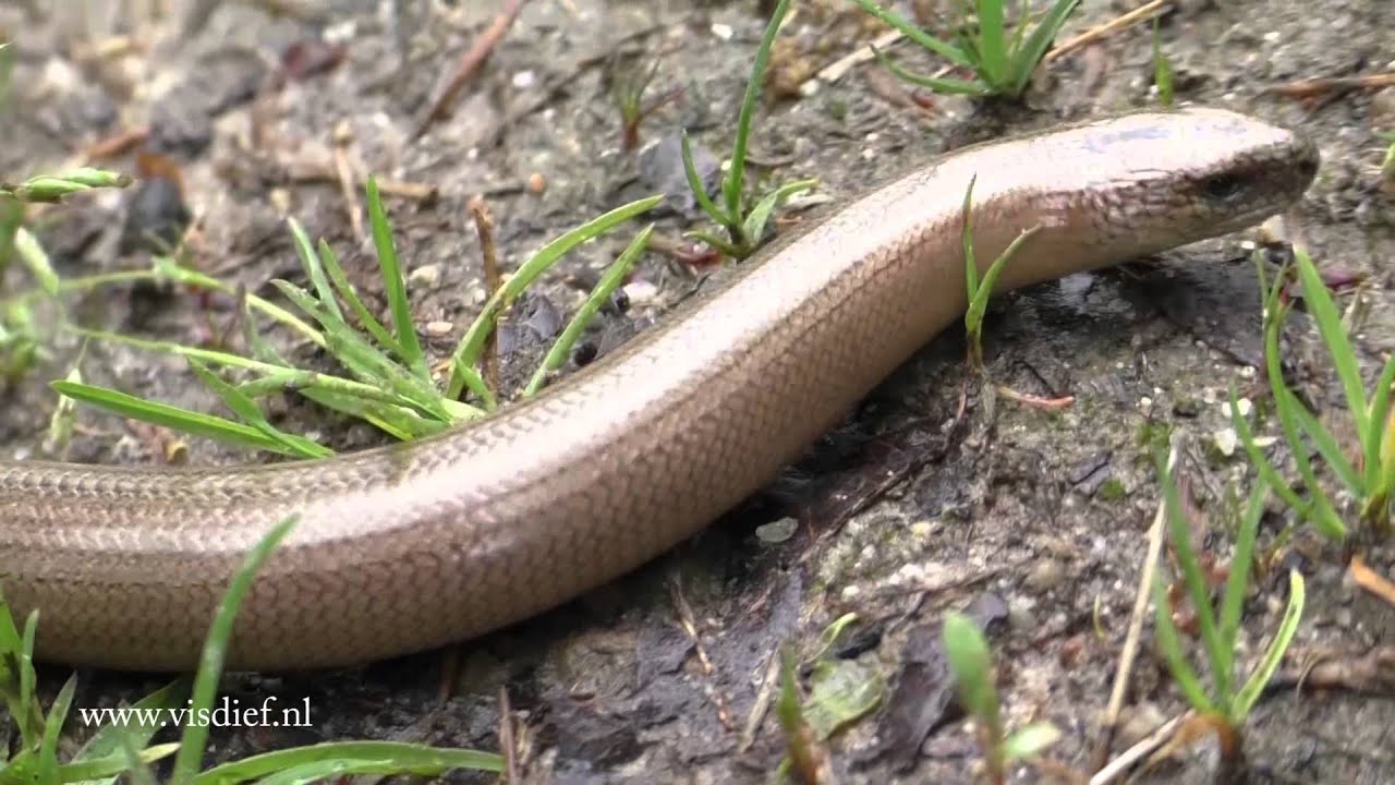 Herken de hazelworm (Anguis fragilis) / Recognize the Slow Worm - YouTube