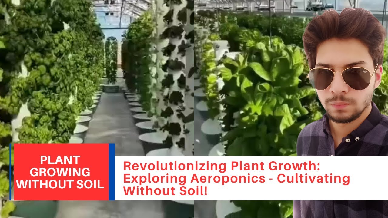 Revolutionizing Plant Growth: Exploring Aeroponics - Cultivating ...