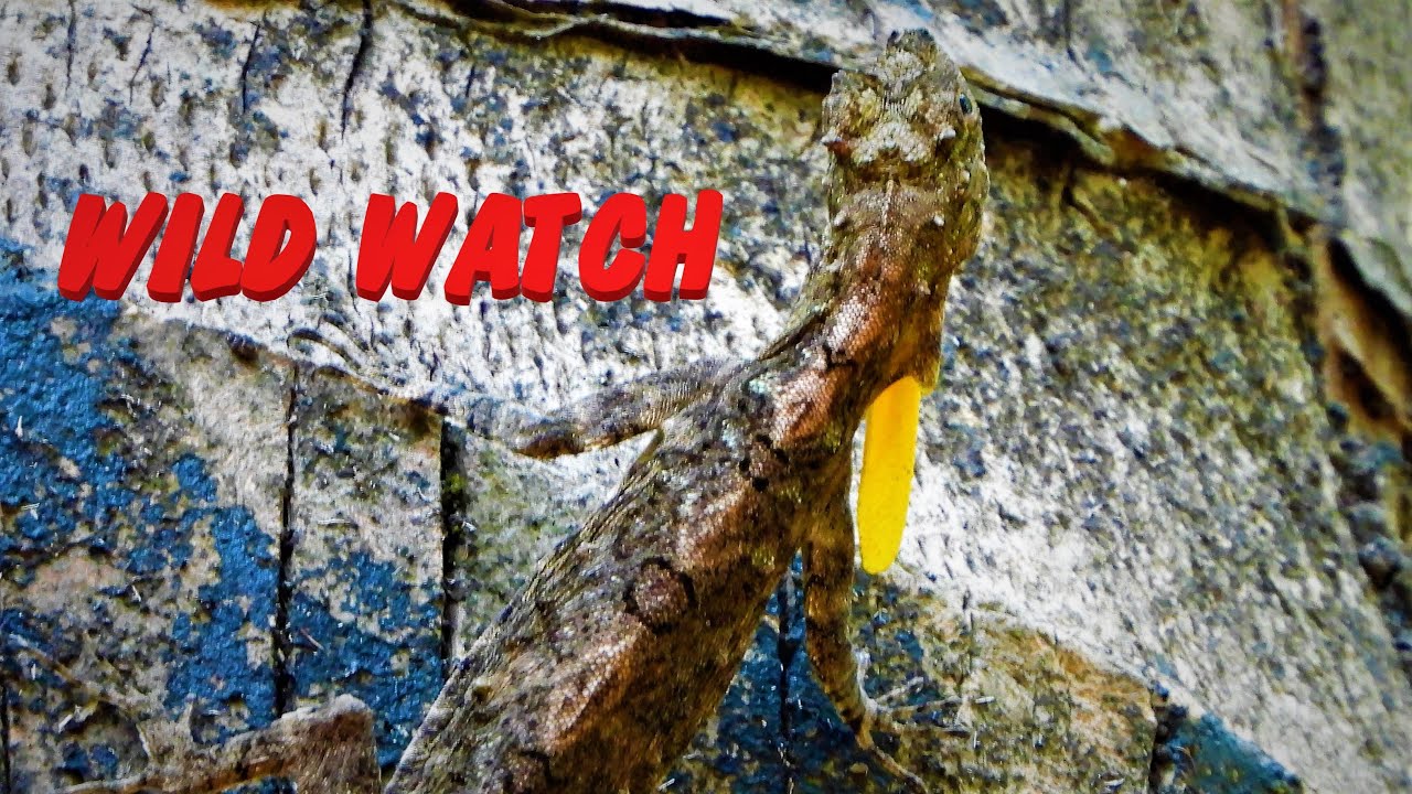 Draco Volans Lizard eating Ants /Camouflage Lizard - YouTube