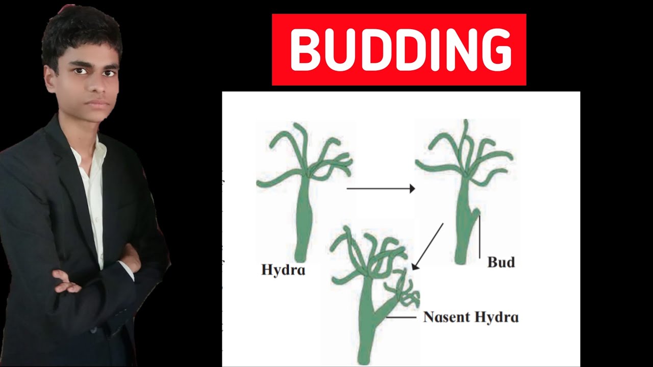 Budding in Hydra | Full process explained | - YouTube