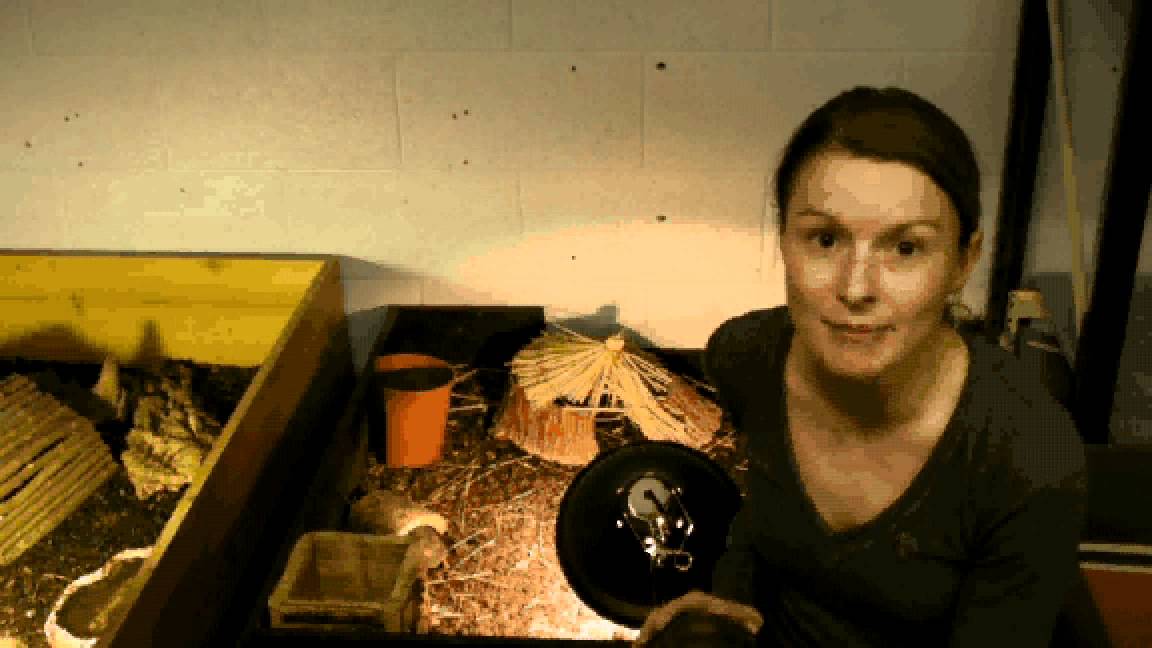 Animal vision - Dr Anna Wilkinson | The Royal Society - YouTube