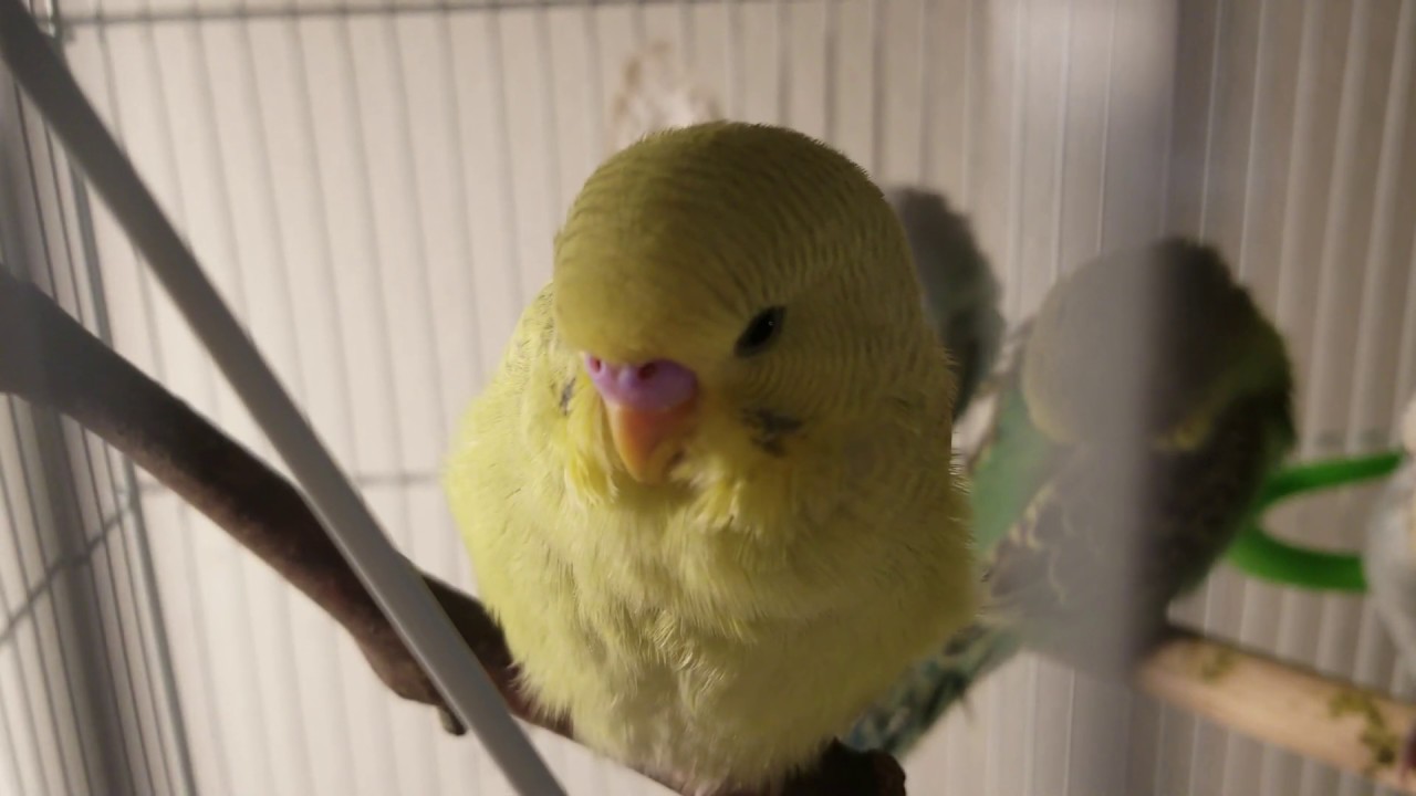 Cutest Fluffy Baby Budgie (Parakeet) - #2 - YouTube
