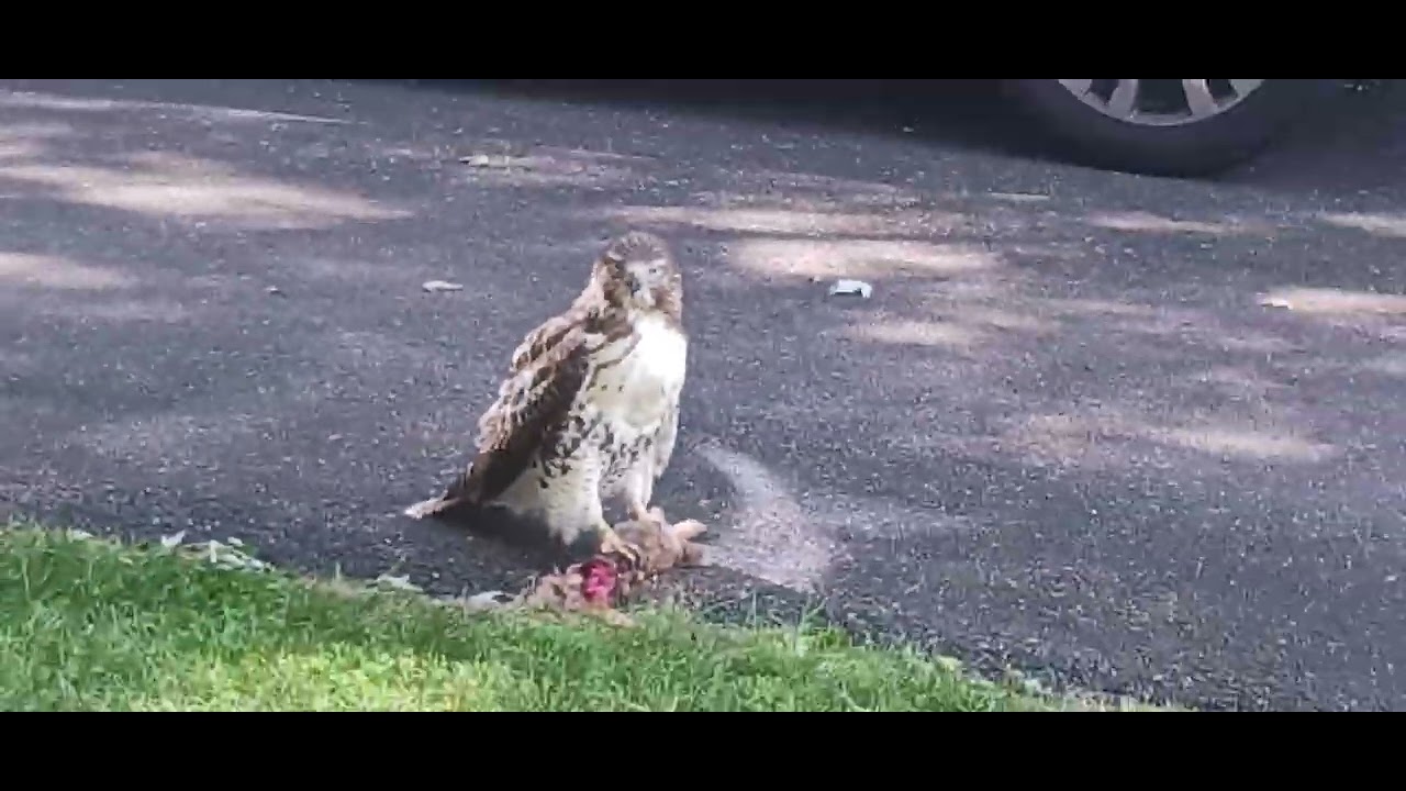 942023 thee increditABLE Hawk vs Jamie the Wabbit , who do you think ...