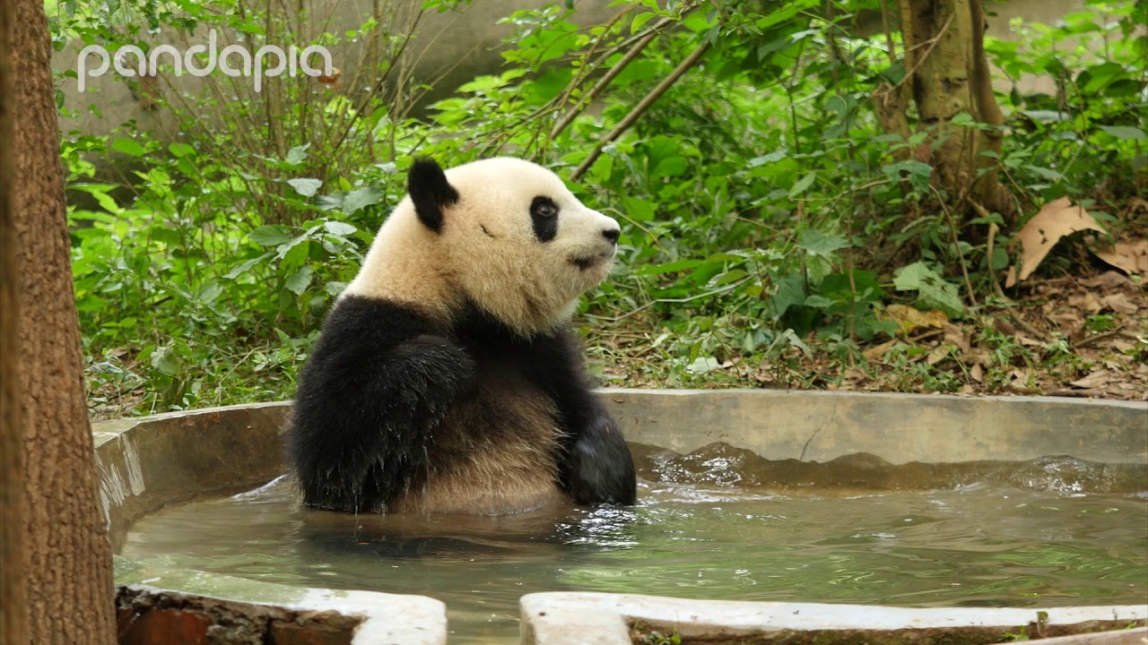Panda having a bath - YouTube